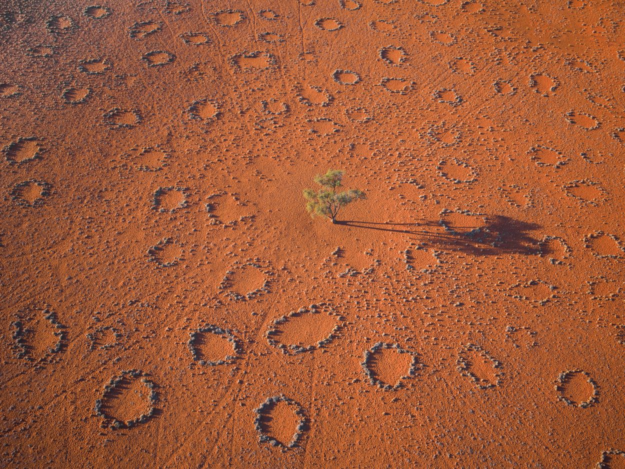 Fairy Circles & Tree, Namib Rand, Namibia