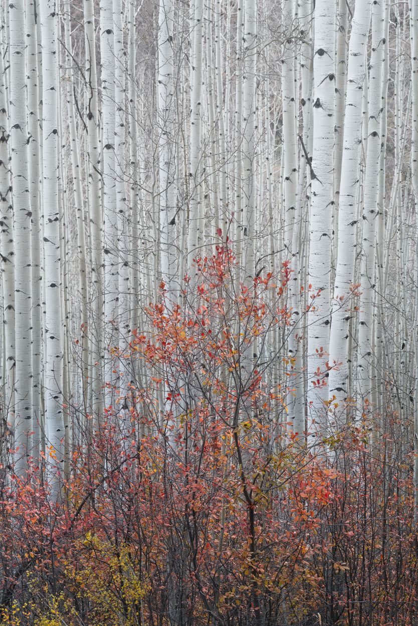 Aspen and Oak Trees, Colorado