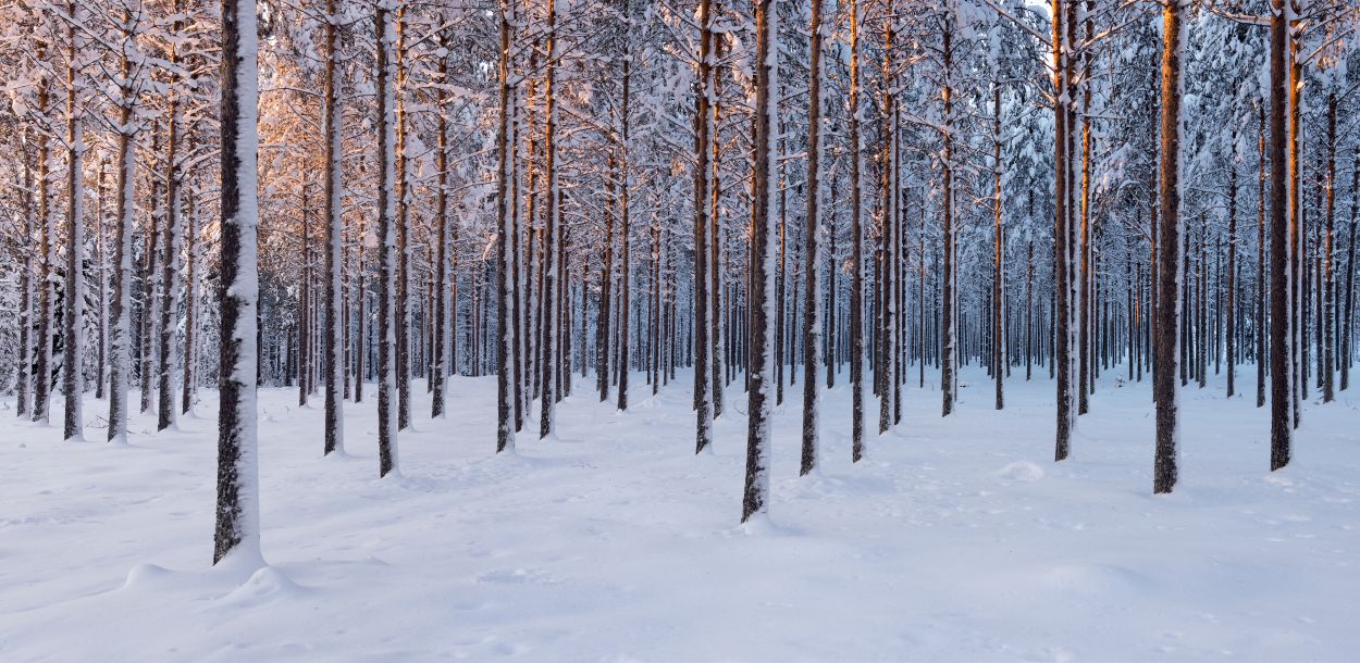 Frozen Forest, Finland