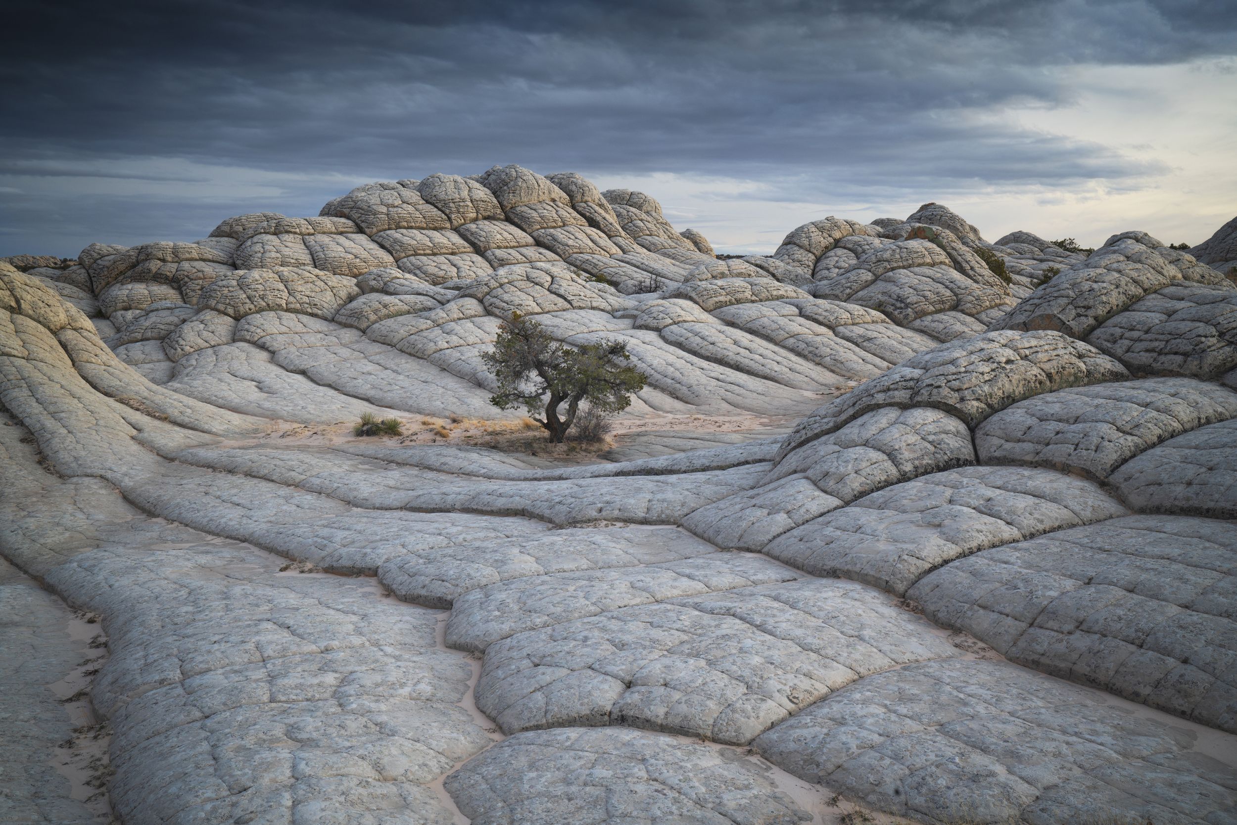 Lone Tree, Vermillion Cliffs Wilderness, Arizona, USA