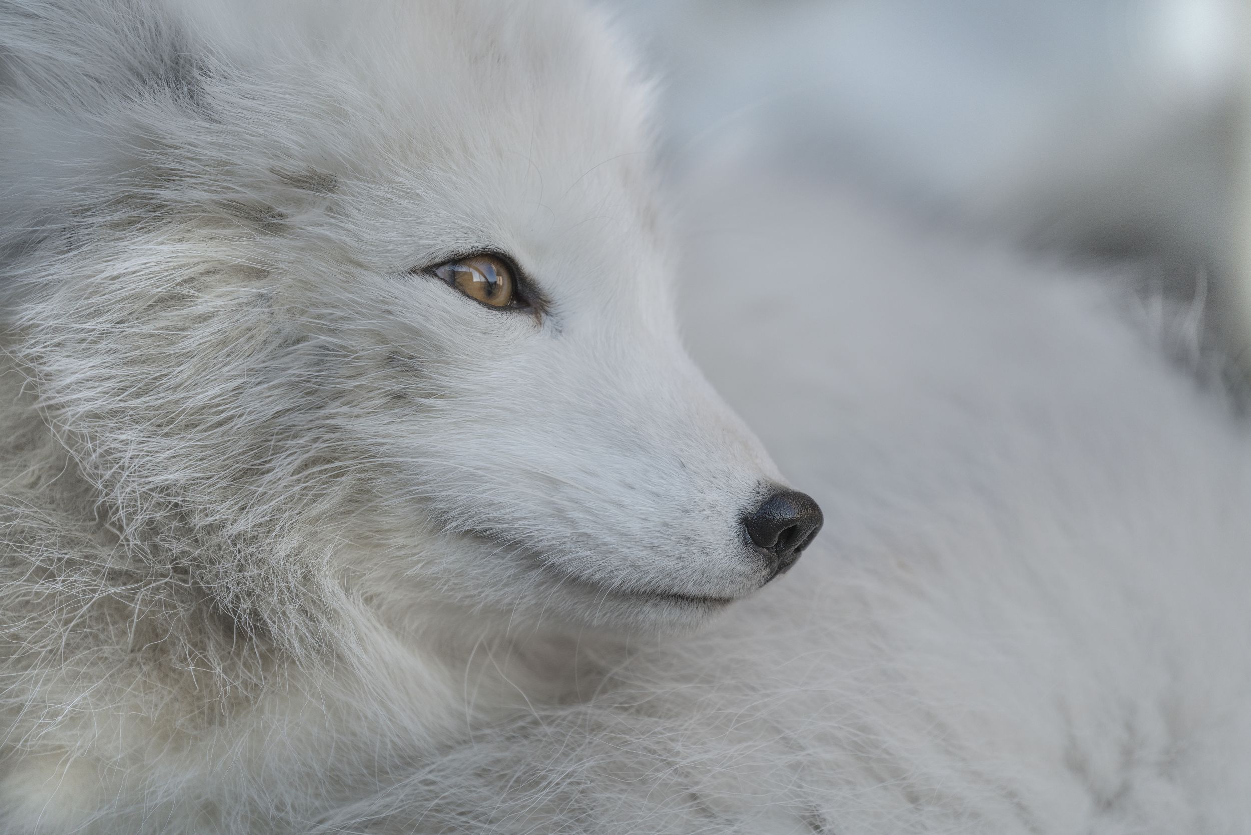 Arctic Fox Spitsbergen