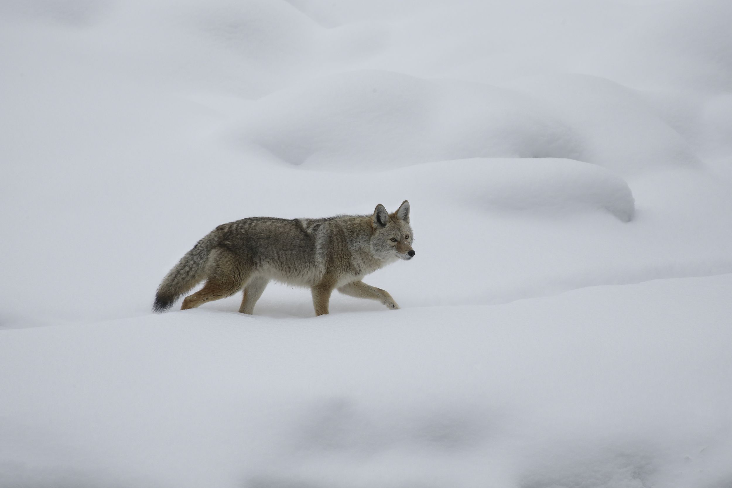 Coyote in snow, Yellowstone, USA