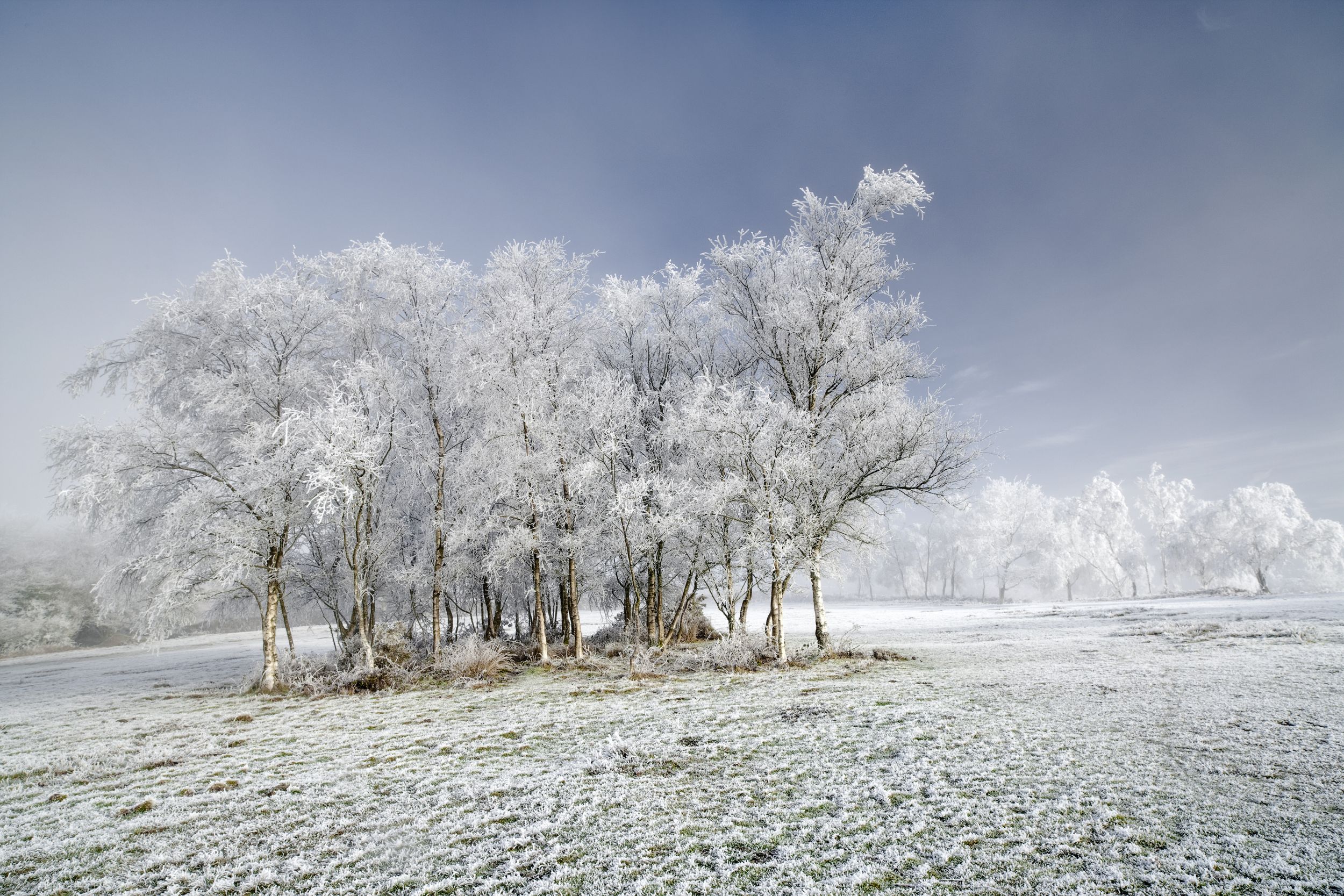Dorset Hoar Frost