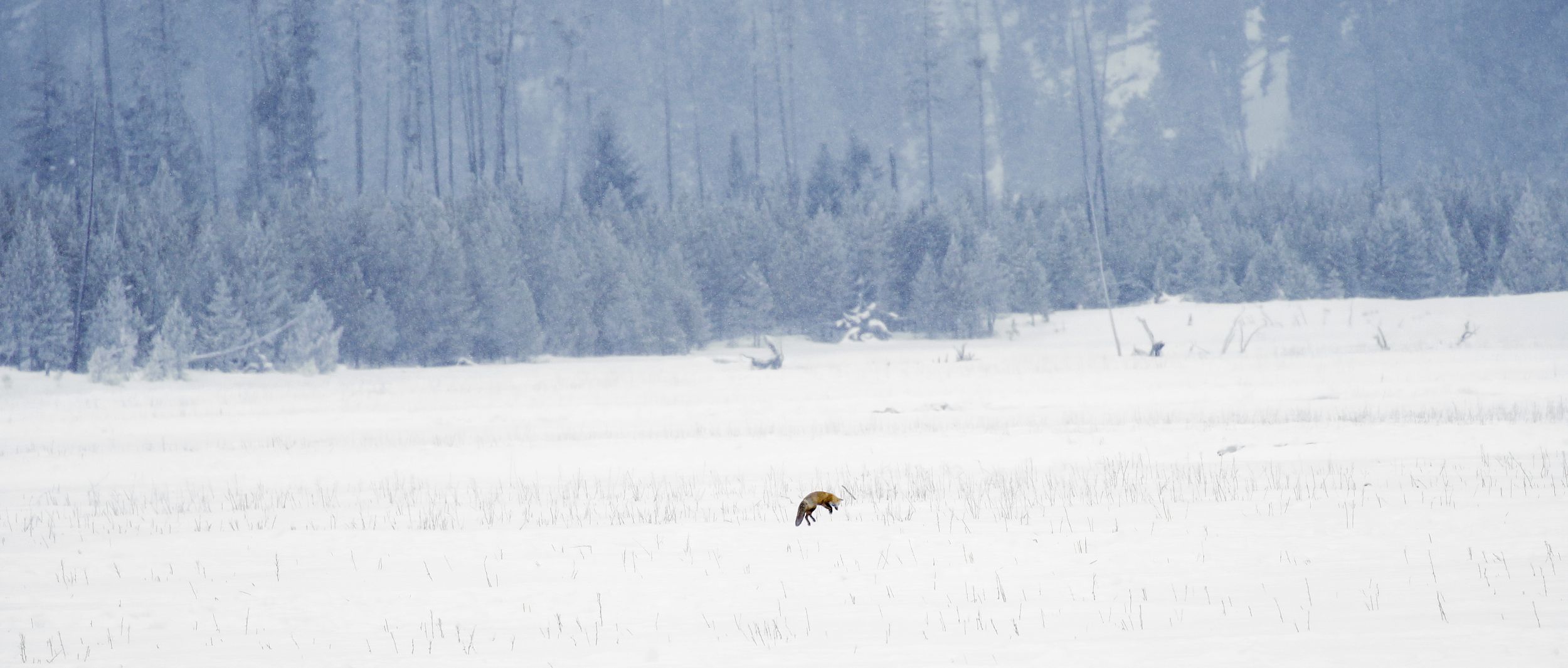 Red Fox huntin, Yellowstone, USA
