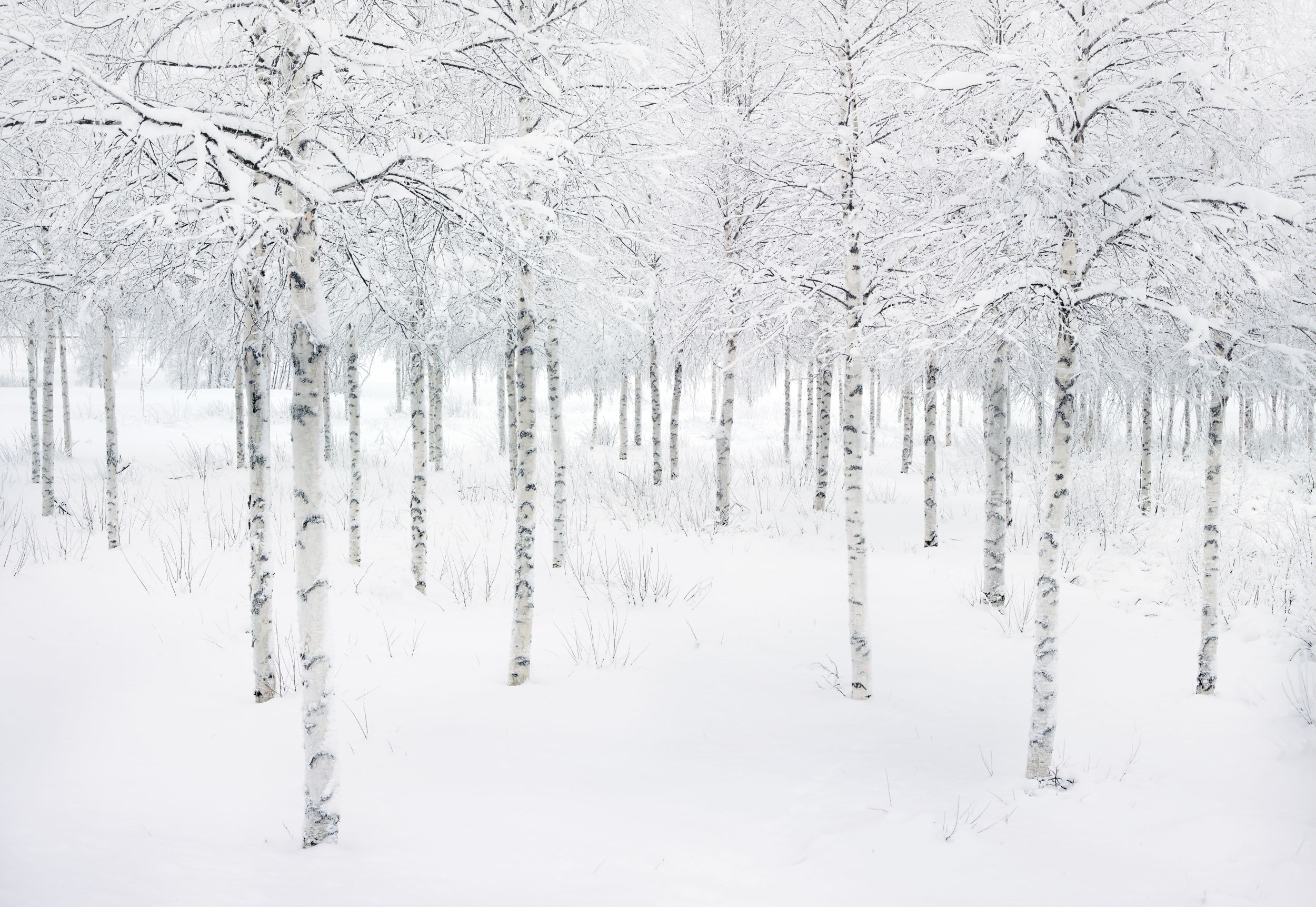 Birch Woodland, Arctic Sweden