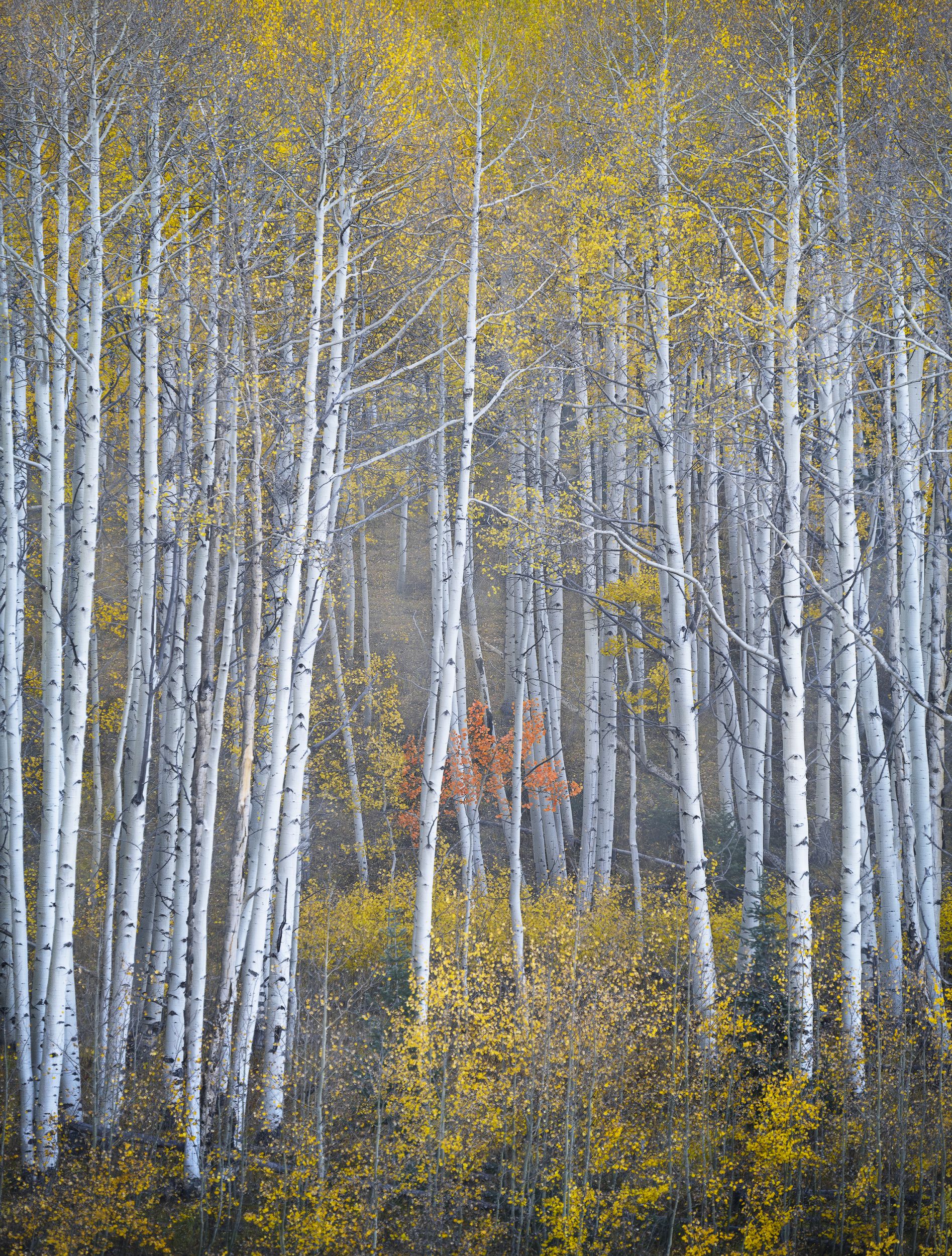 Ohio Pass Aspensin Fall, Colorado