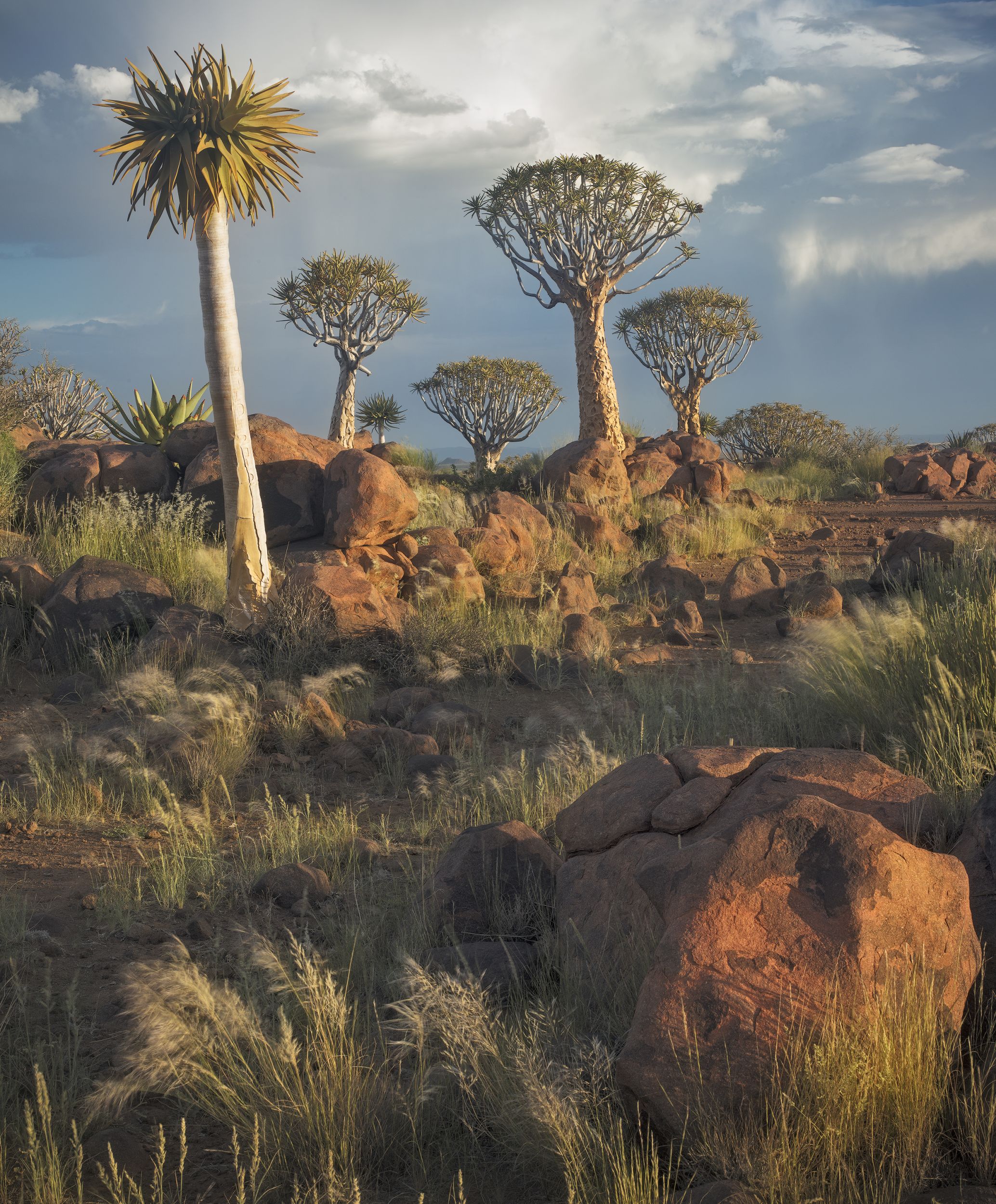Quiver Tree Forest, Namib Rand, Namibia